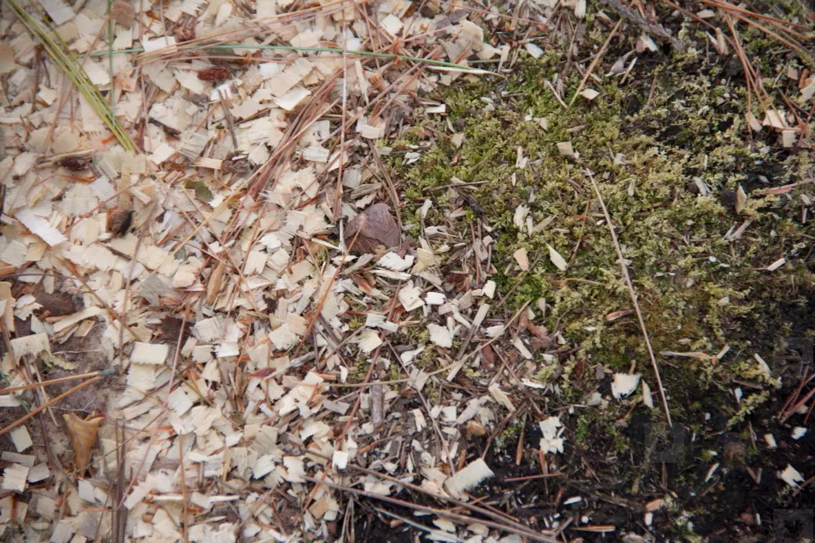 Forest Floor Photo (51318) - YouWorkForThem