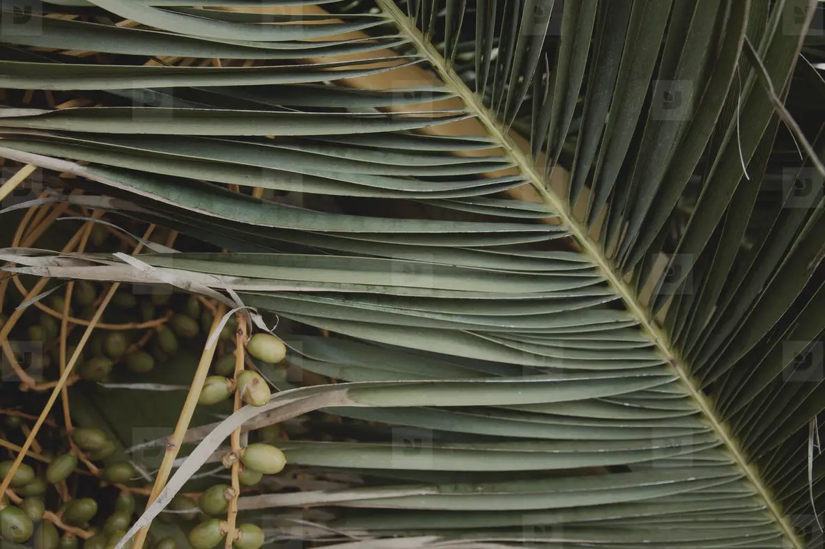 Palm Photo (52309) - YouWorkForThem