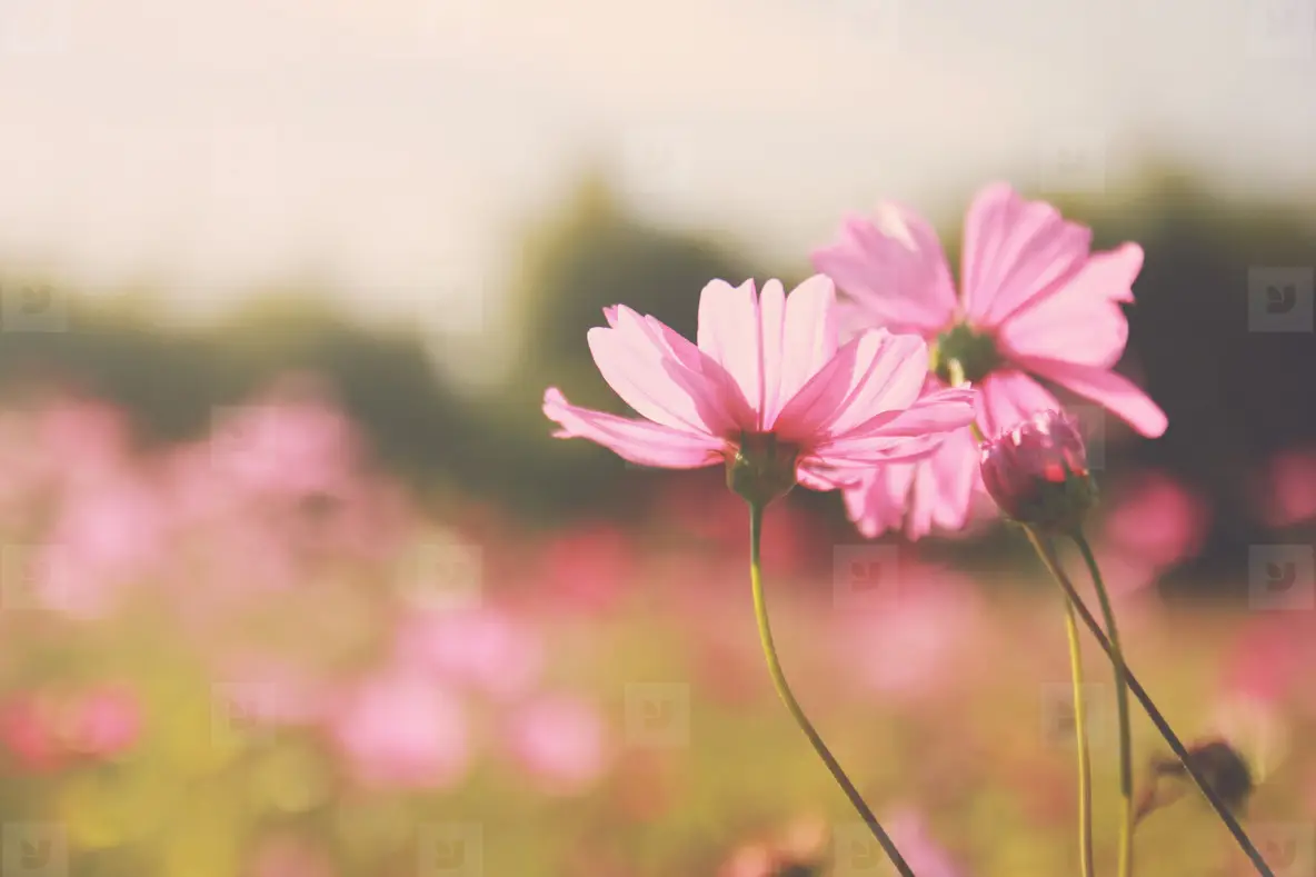 Pink Cosmos Flowers In Garden Photo (55254) - YouWorkForThem