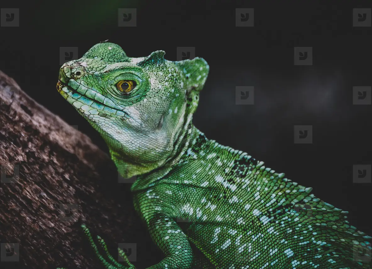 Reptile Closeup Photo (55519) - YouWorkForThem