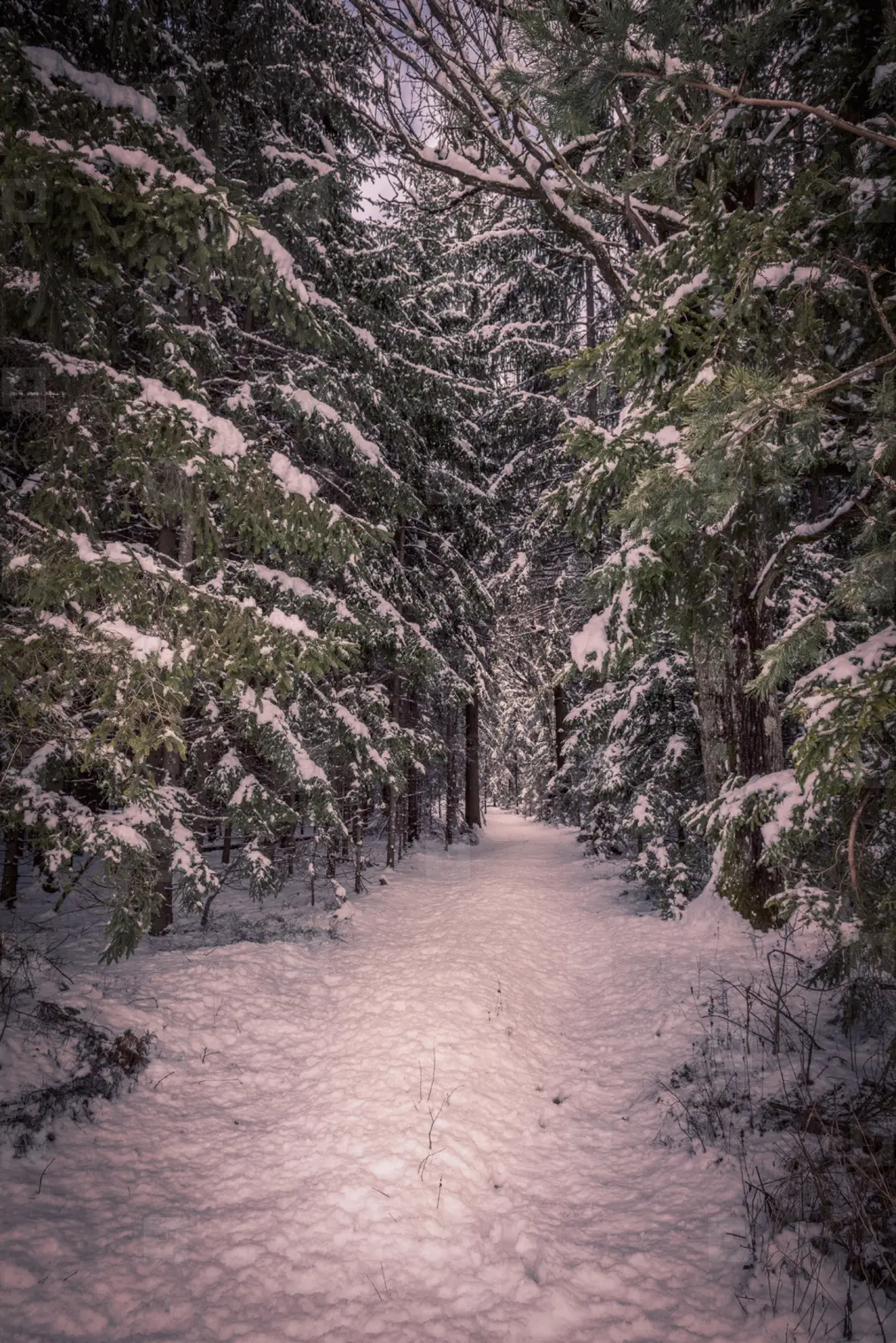 Entry To The Forest Photo (56587) - YouWorkForThem