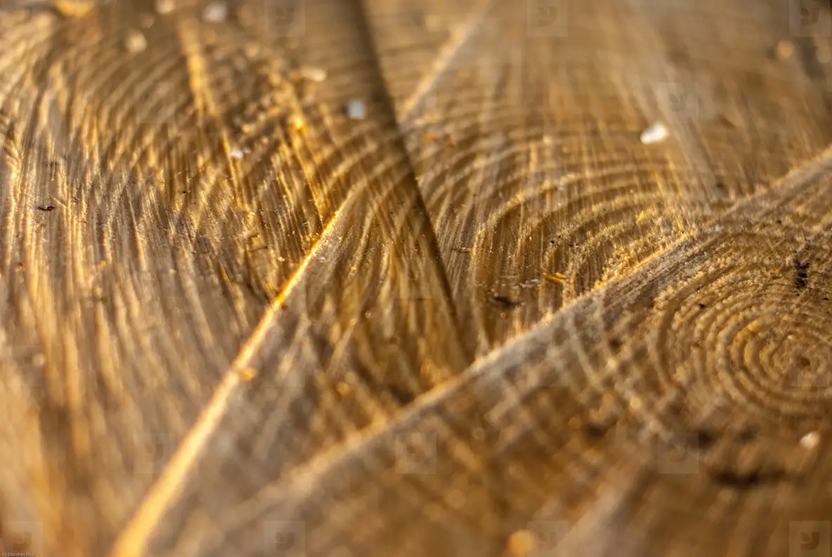 Wooden Cutted Tree Photo (56600) - YouWorkForThem