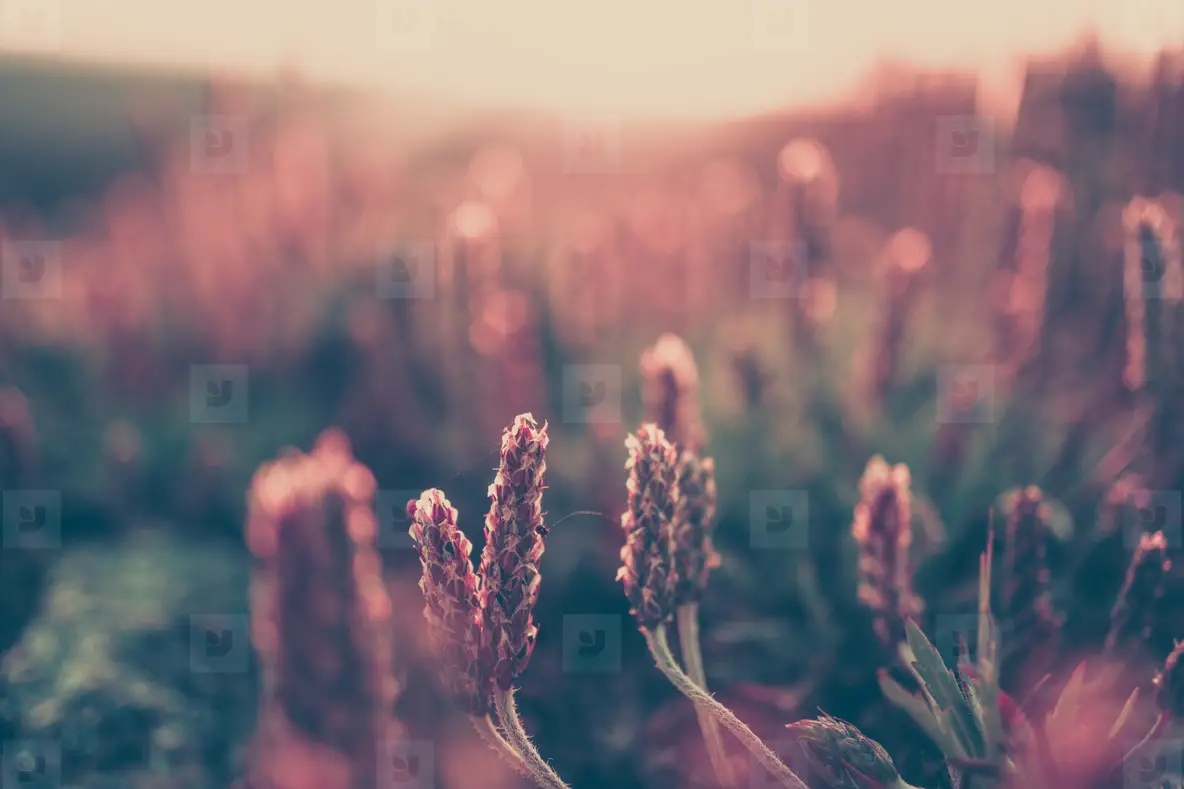 Pink Sunset Photo (57329) - YouWorkForThem