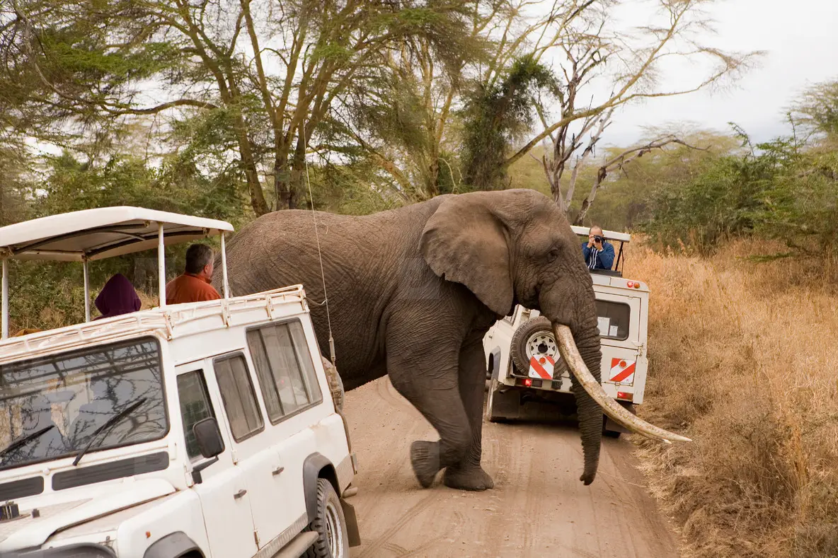 African Safari Scenes 101 07 Photo (68453) - YouWorkForThem