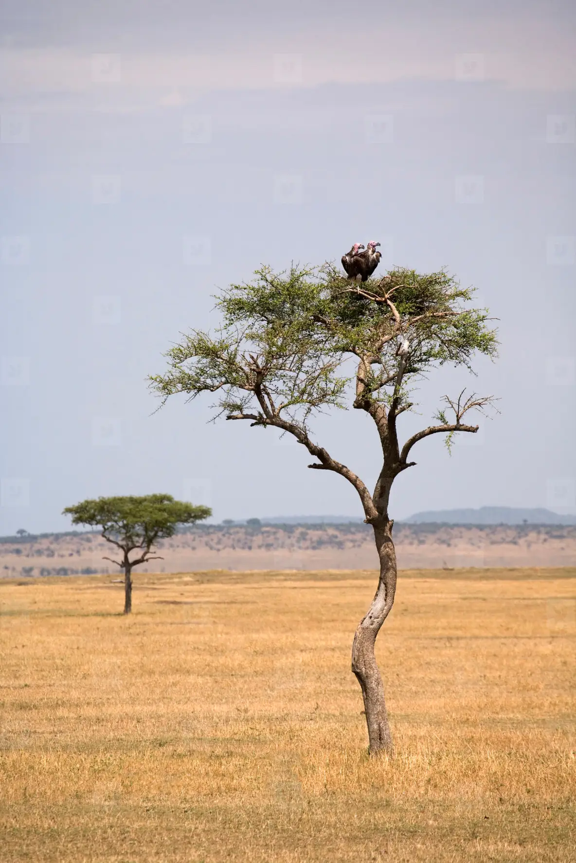 African Safari Tree