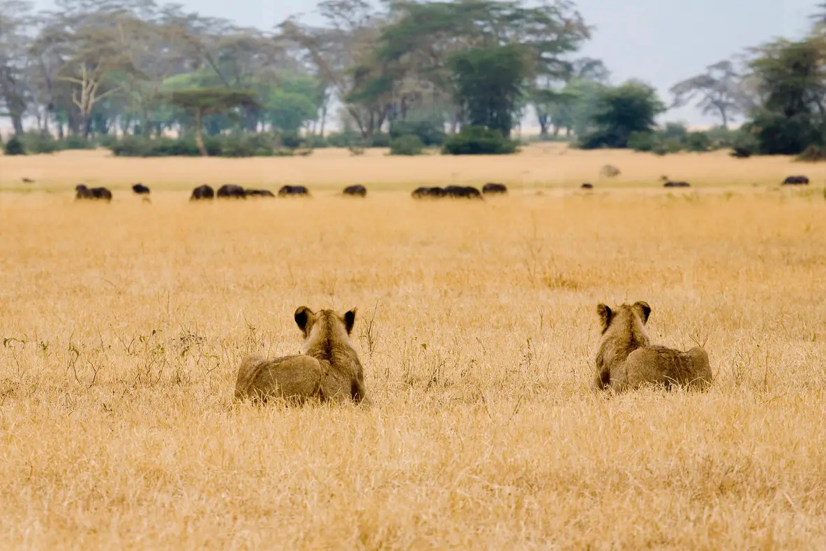 African Safari Scenes 102 14 Photo (69129) - YouWorkForThem