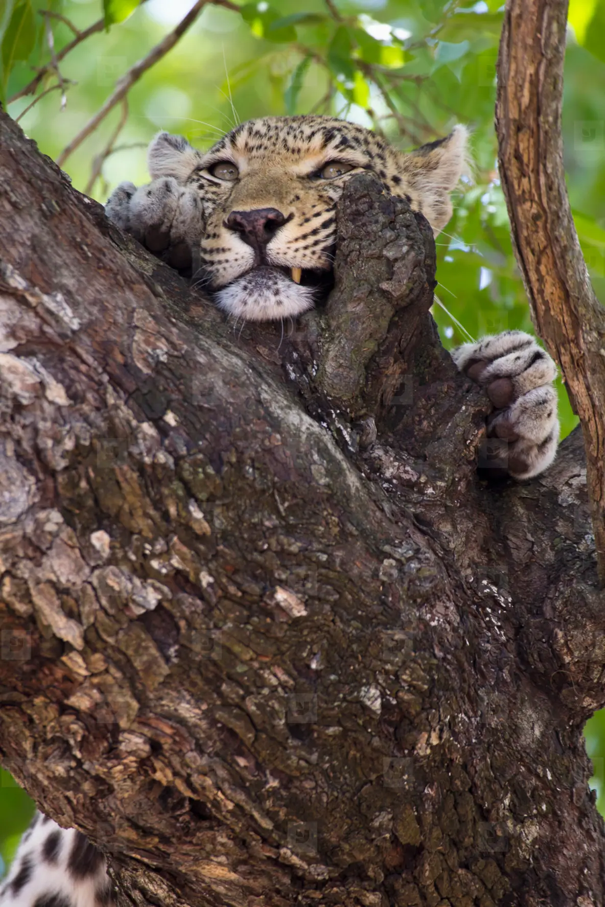 Safari Scenes 26 Photo (88589) - YouWorkForThem