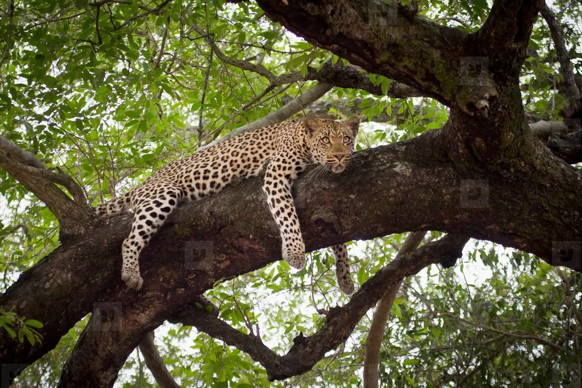Safari Scenes 28 Photo (88591) - YouWorkForThem