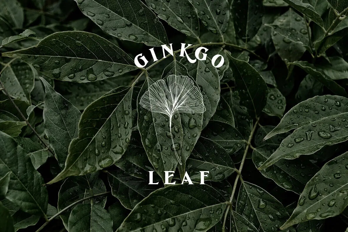 De Ginkgo Font - FontPath