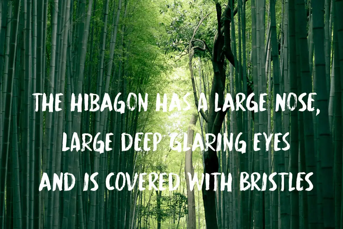 Hibagon Font - YouWorkForThem