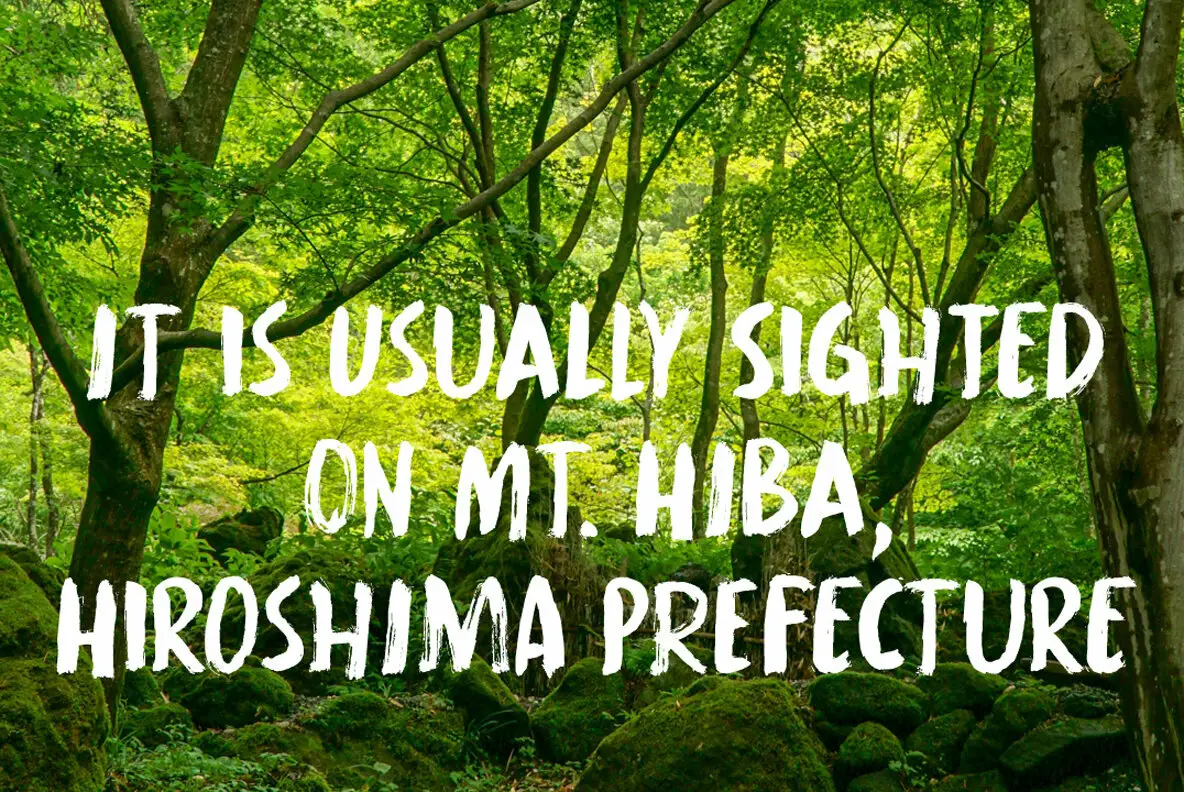 Hibagon Font - YouWorkForThem