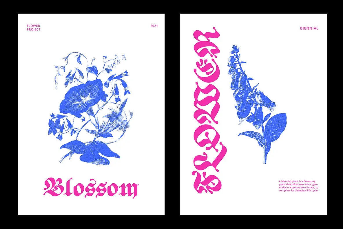 ED Begonia Font - YouWorkForThem