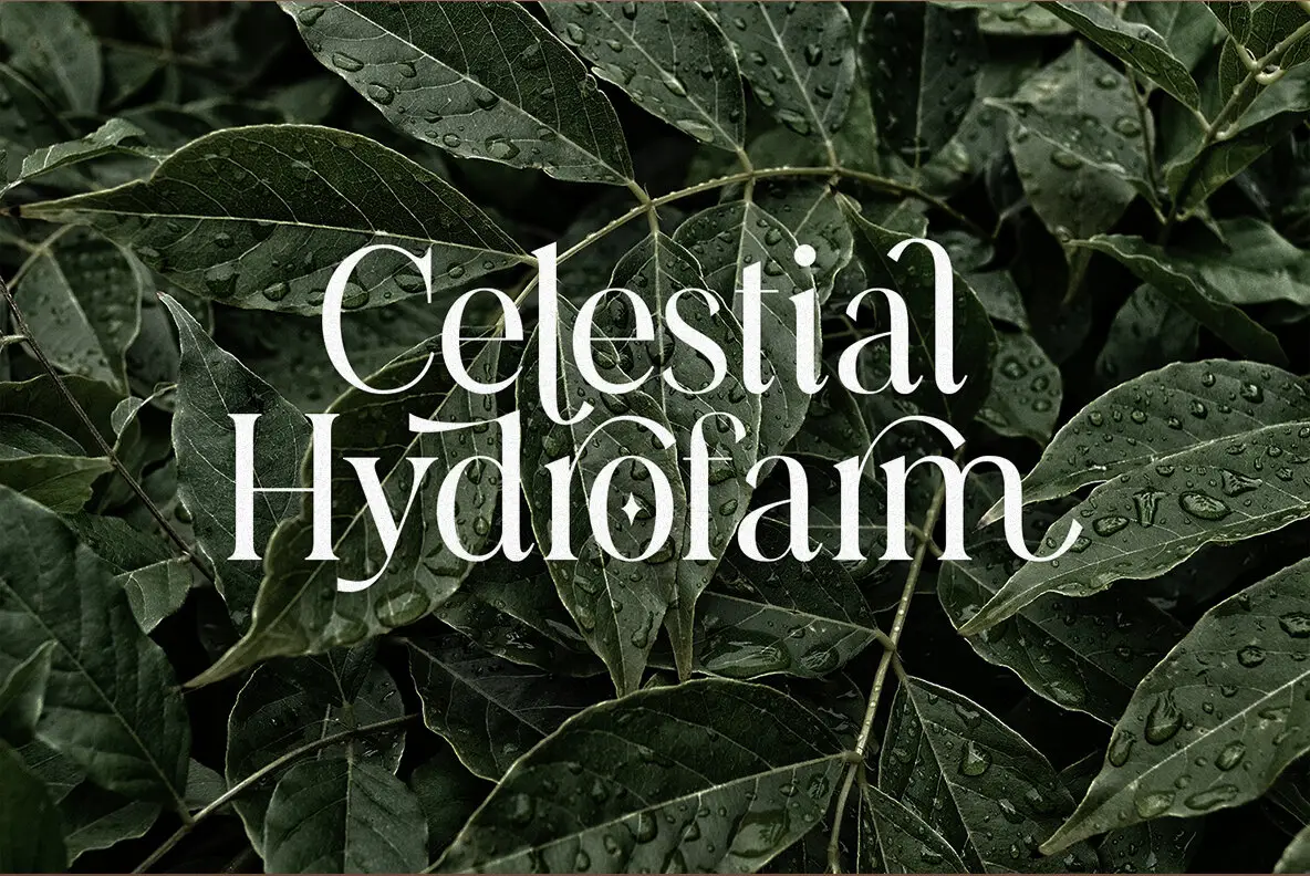 Casanova Font - YouWorkForThem