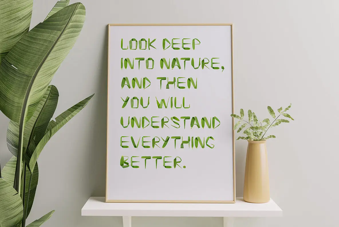 Reed SVG Font Font - FontPath