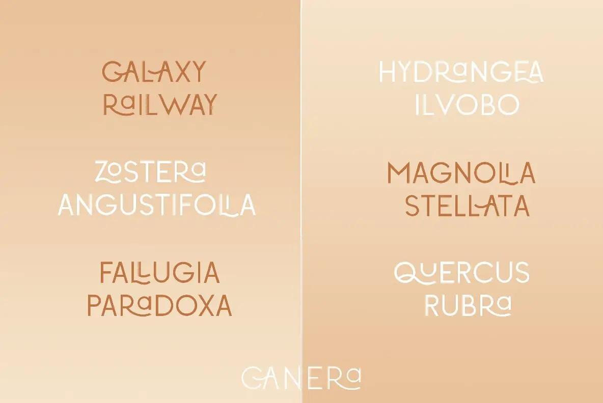 Canera Font - YouWorkForThem