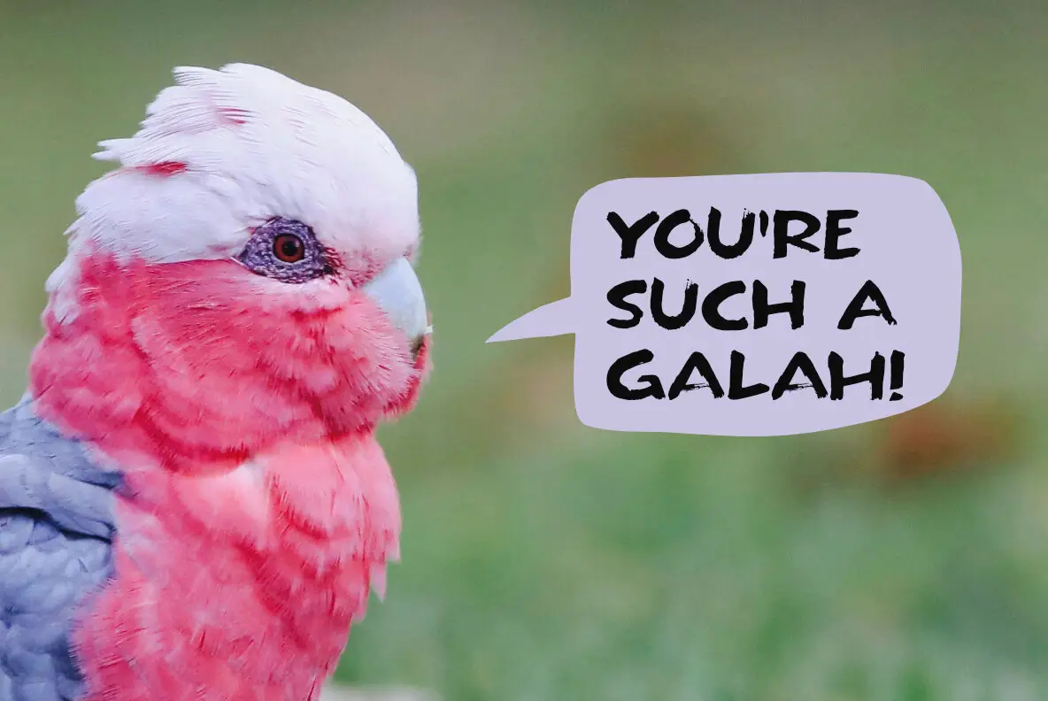 Outback Damper Font - YouWorkForThem