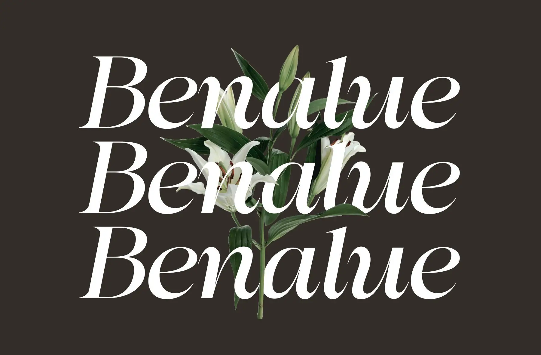 Avalone Font - YouWorkForThem