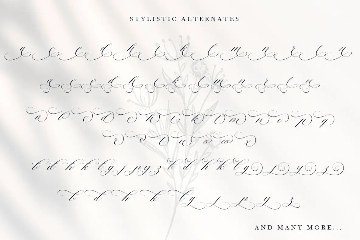 The Cartography Calligraphy Font - YouWorkForThem