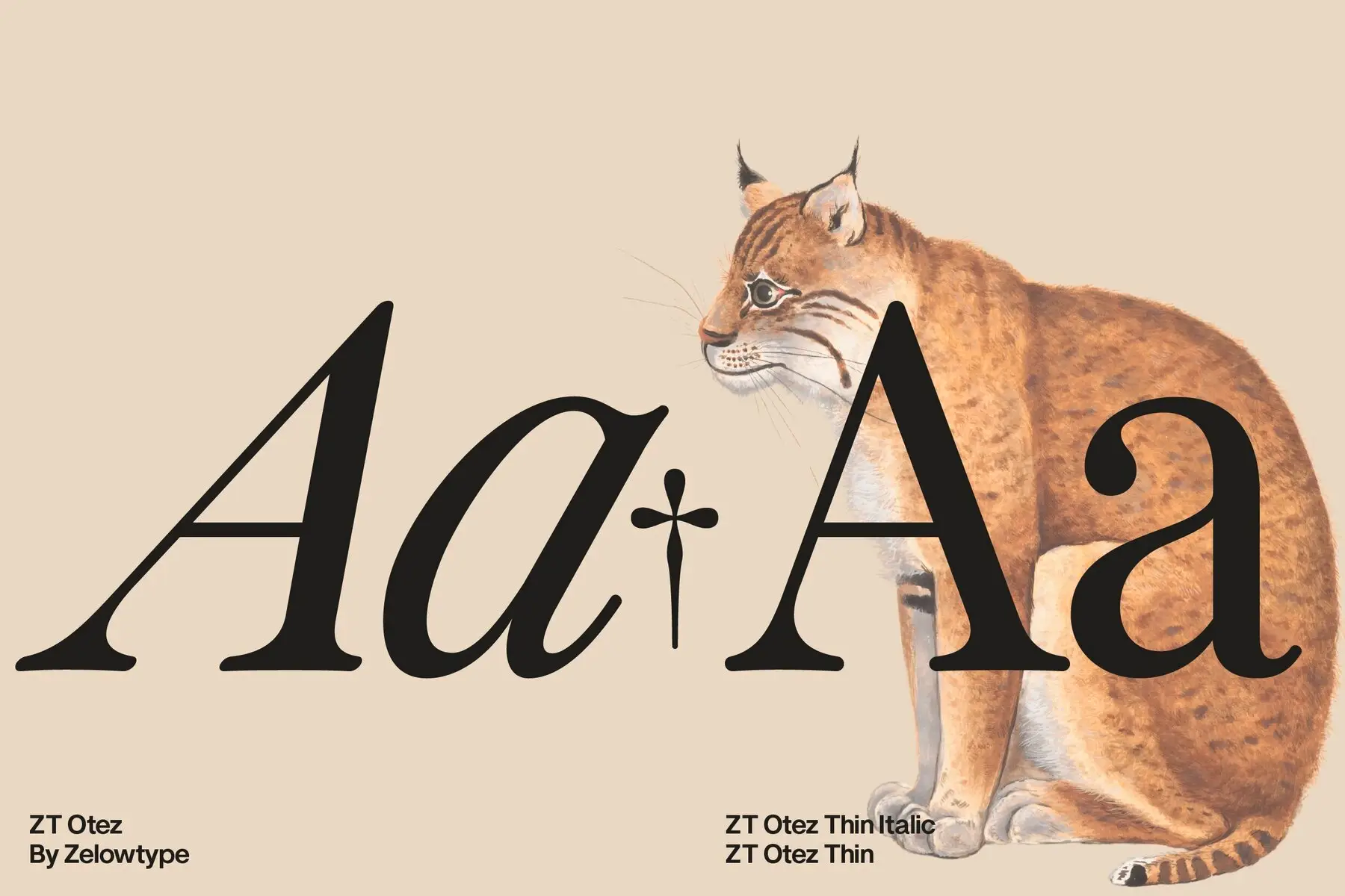 ZT Otez Font - YouWorkForThem