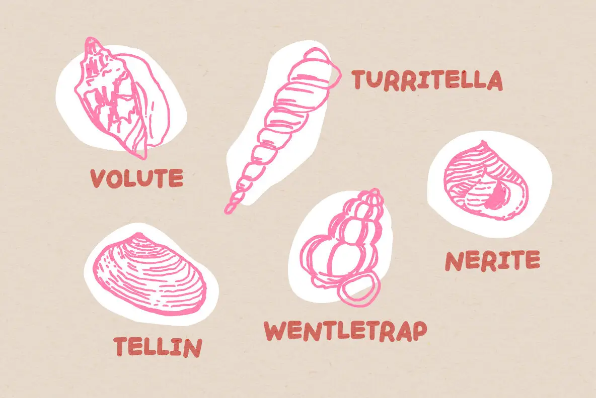 Handpicked Seashells Font - YouWorkForThem