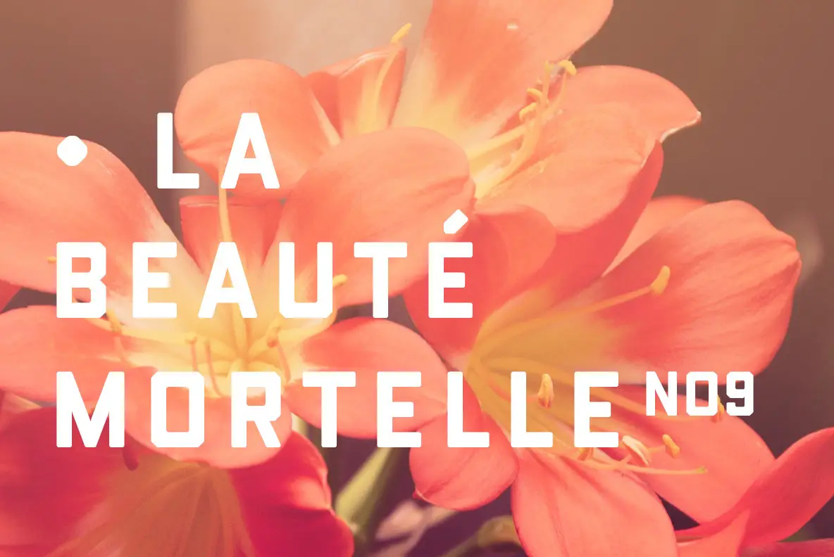 Conifer Font - YouWorkForThem