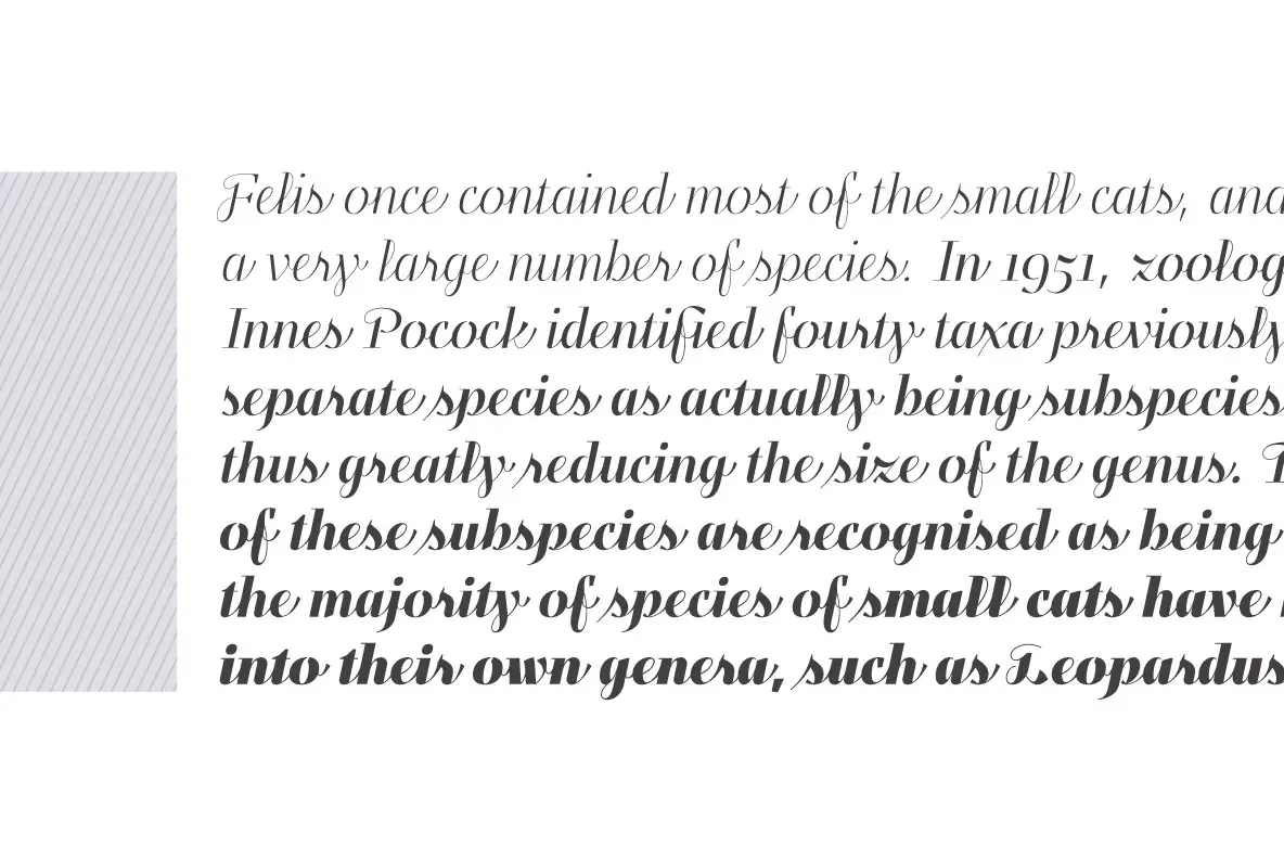 Felis Script Font - FontPath