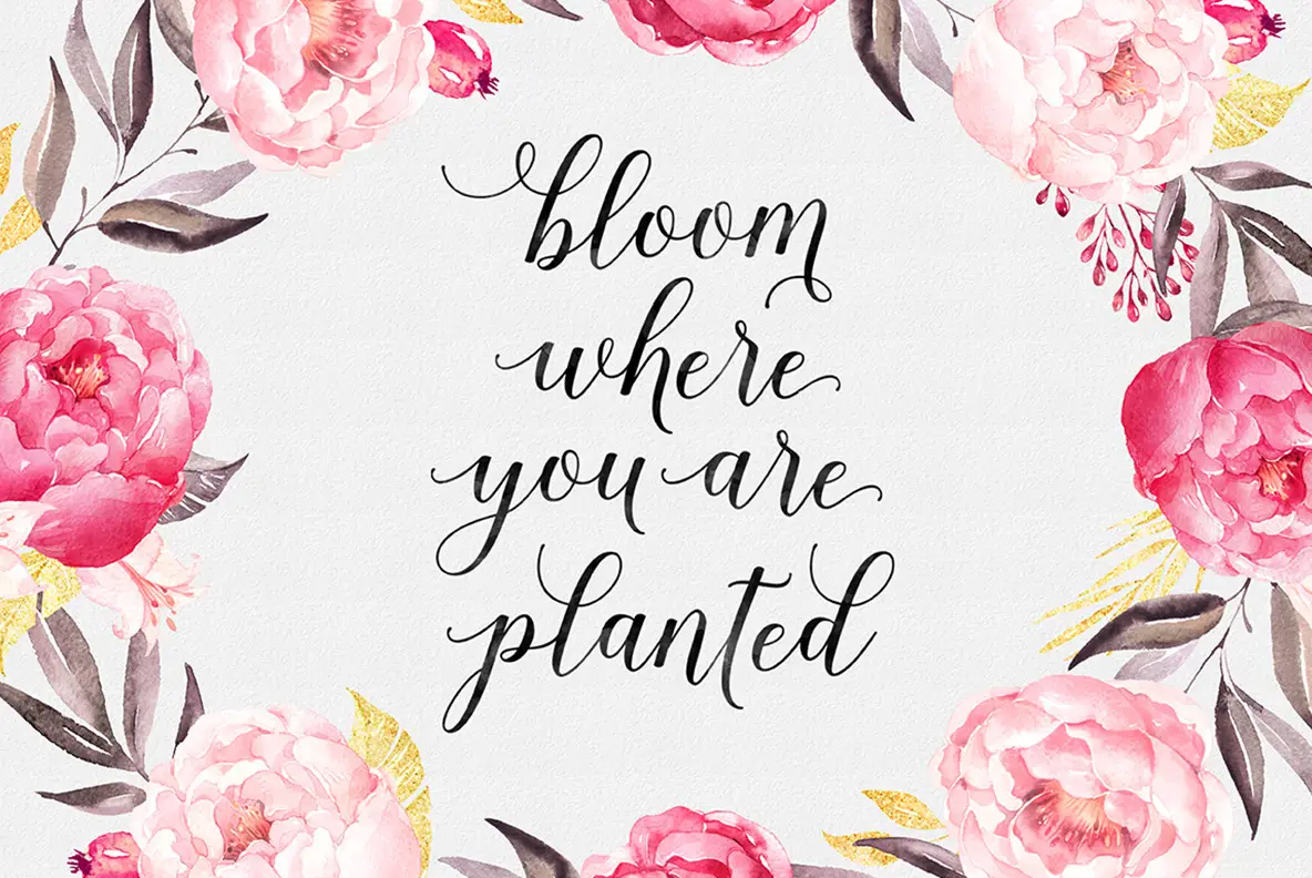 Shania Font - YouWorkForThem