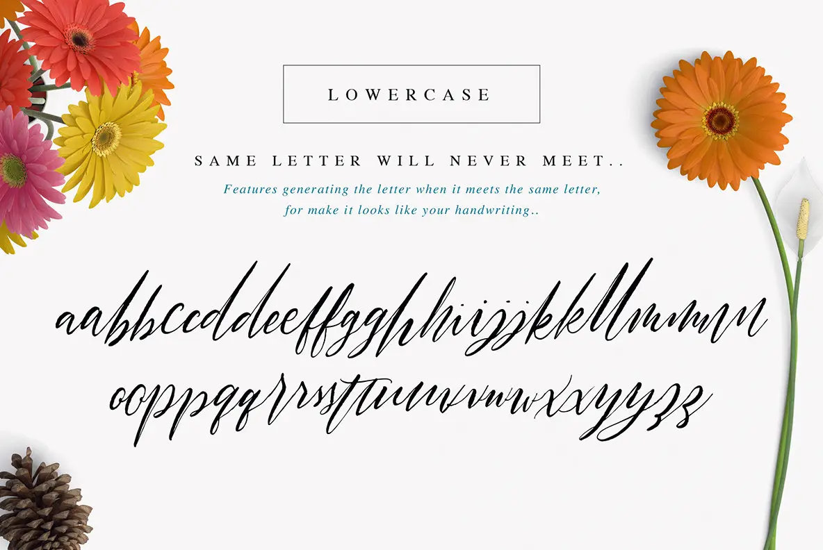 Halosense Script Font - YouWorkForThem