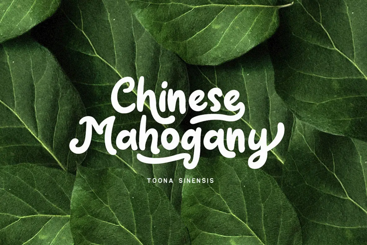 Claytonia Bold Script Font - YouWorkForThem