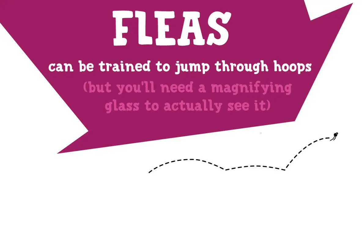 Trained Monkey Font - YouWorkForThem