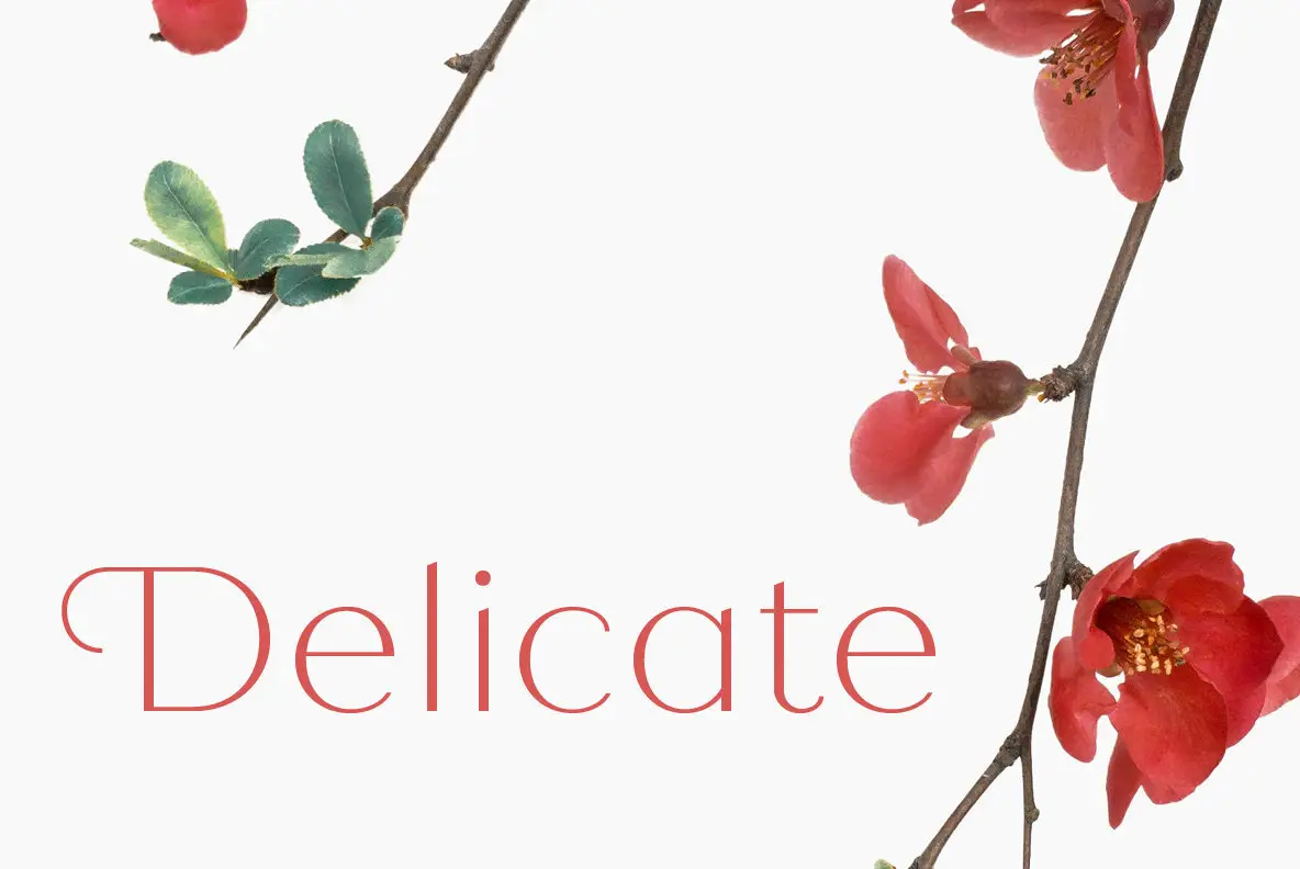 Quiche Sans Font - FontPath