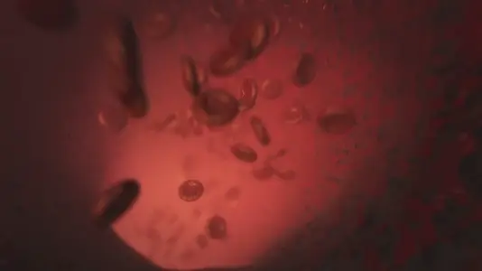 Red Blood Cells 12 - Medical VFX (8521) Video - YouWorkForThem