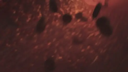 Red Blood Cells 12 - Medical VFX (8521) Video - YouWorkForThem